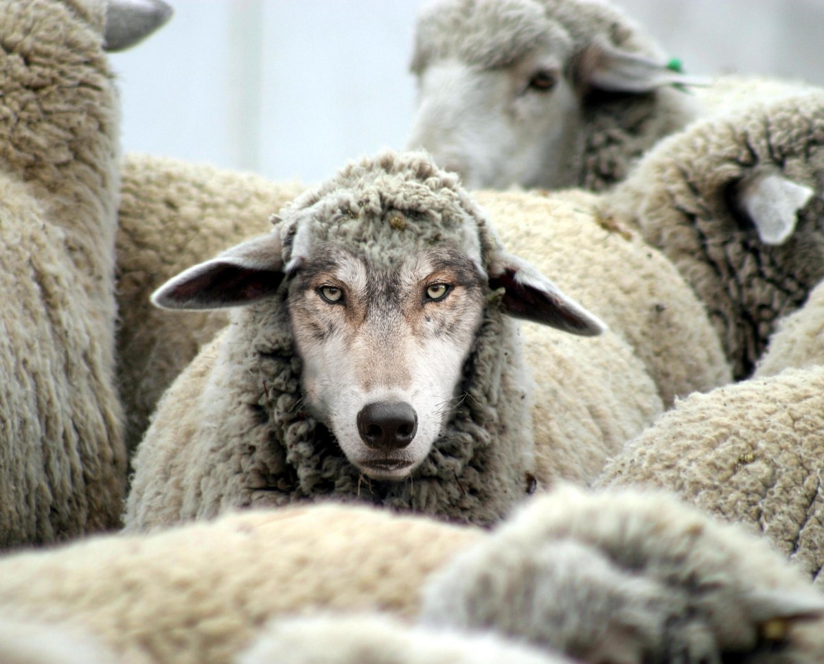 Man is not a ‘herd animal’ but a ‘horde animal’ – Thinking Prismatically